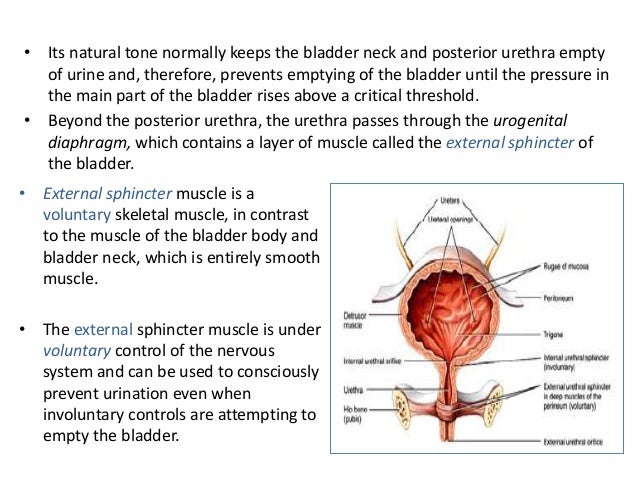 Bladder disorders(neurogenic)