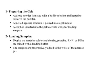 Agarose Gel Electrophoresis in Forensic Science.pptx