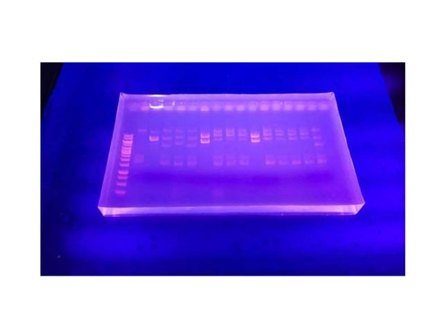 Agarose Gel Electrophoresis in Forensic Science.pptx | Chemistry | Science