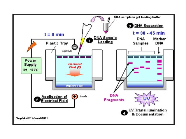 Agarose Gel Electrophoresis in Forensic Science.pptx | Chemistry | Science