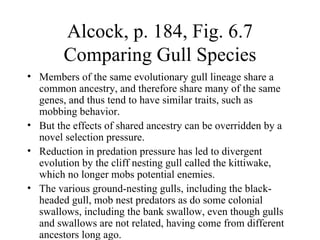 6. alcock chapt6 survivaladapations | PPT
