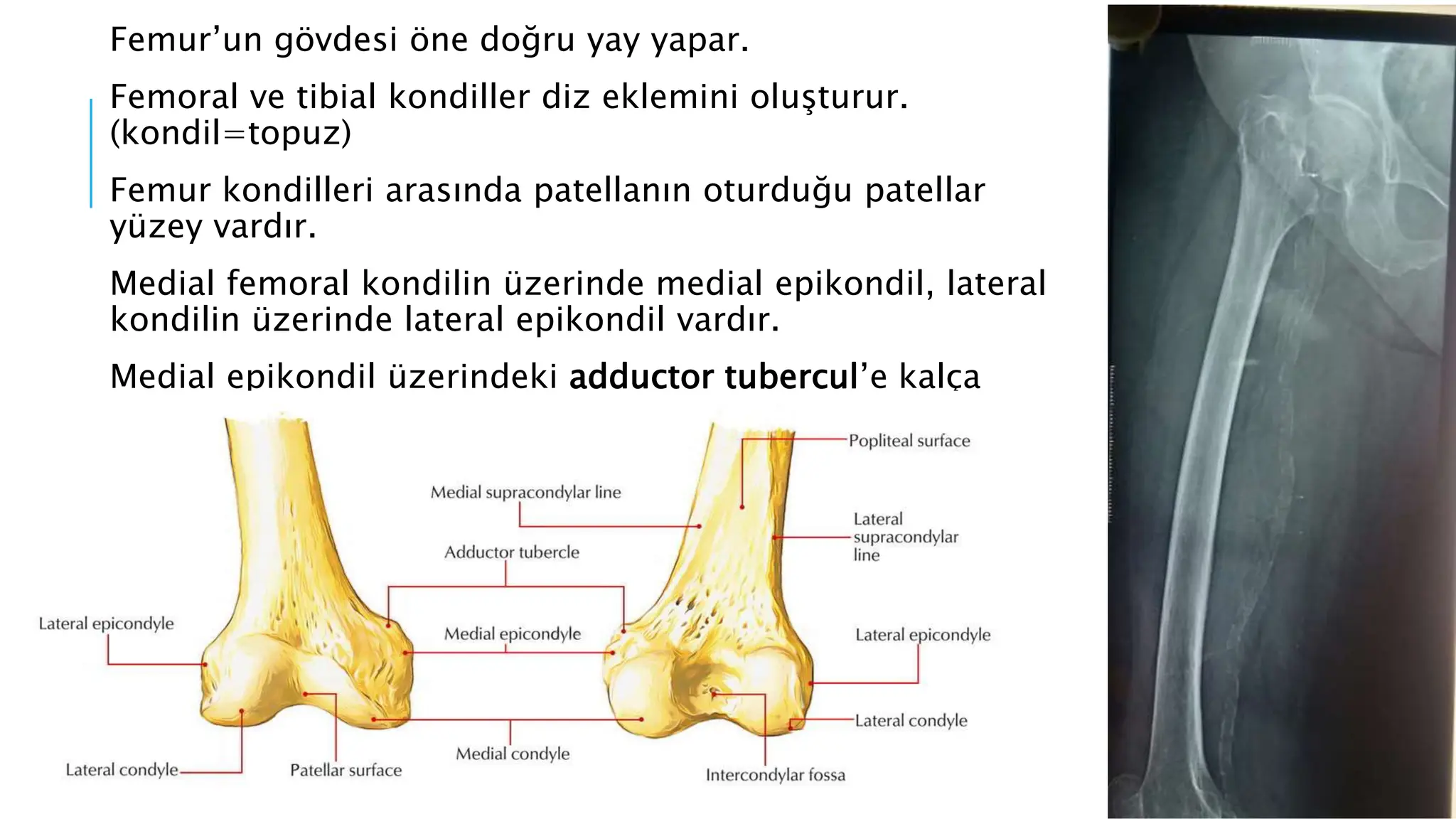 6-alt ekstremite.pptx
