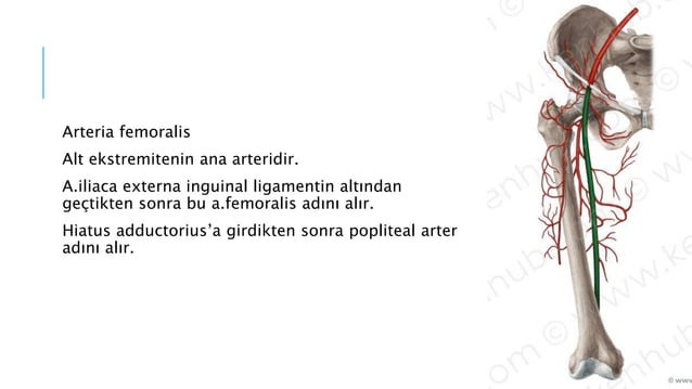 6-alt ekstremite.pptx