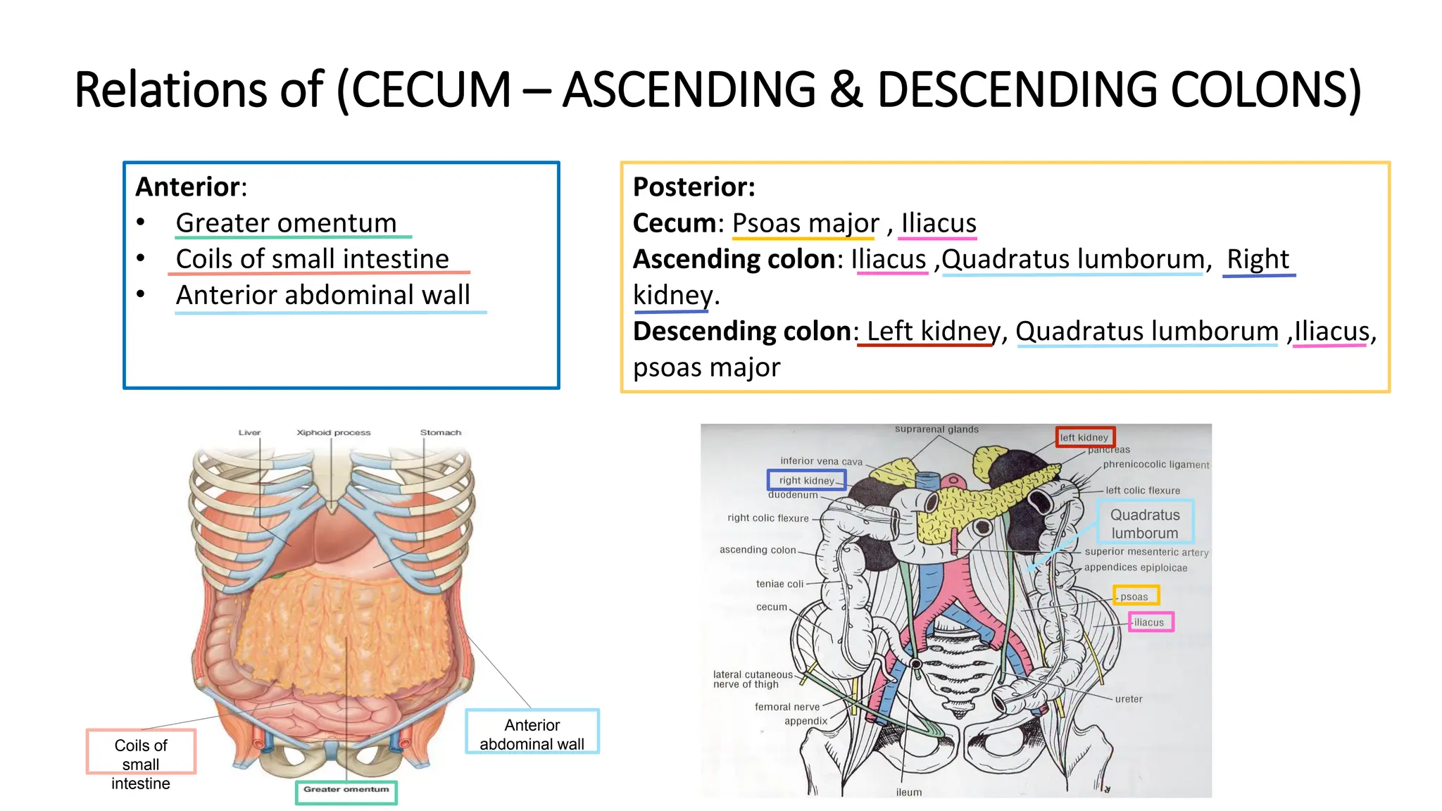 6- Anatomy of Large Intestine.pdfjsjsjwh | PDF