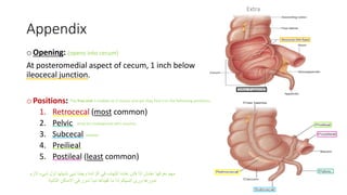 6- Anatomy of Large Intestine.pdfjsjsjwh | PDF
