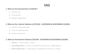 6- Anatomy of Large Intestine.pdfjsjsjwh | PDF