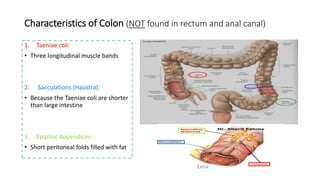 6- Anatomy of Large Intestine.pdfjsjsjwh | PDF