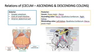 6- Anatomy of Large Intestine.pdfjsjsjwh | PDF