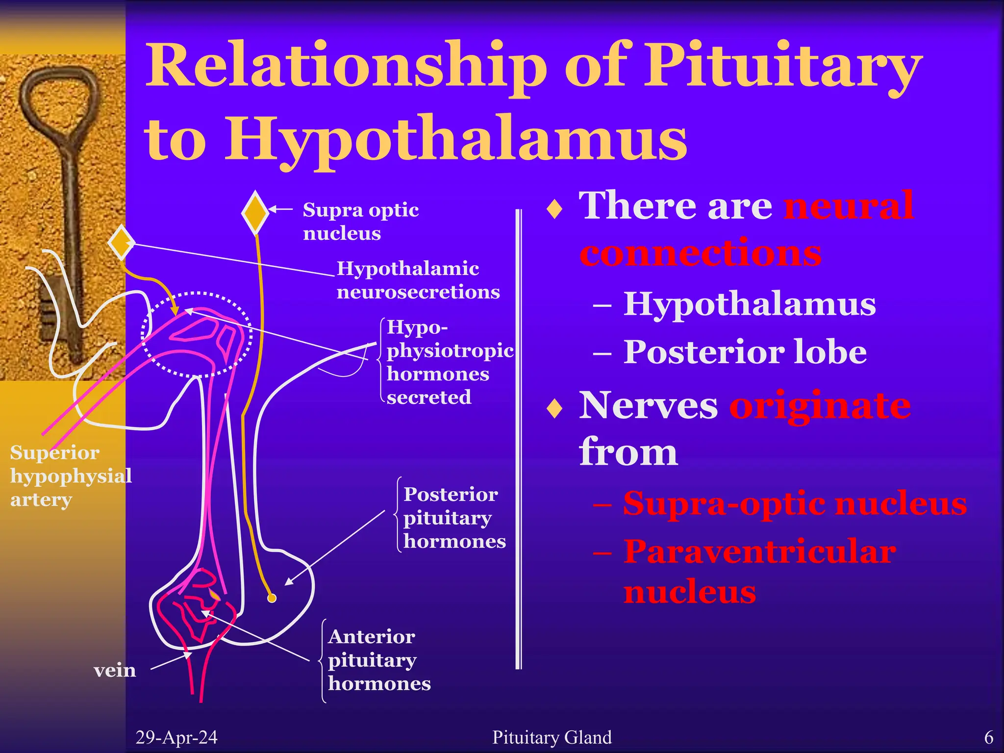 6 - Anterior Pituitary.ppt this covers pituitary hormones | PPT
