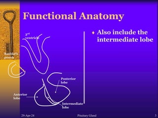 6 - Anterior Pituitary.ppt this covers pituitary hormones | PPT