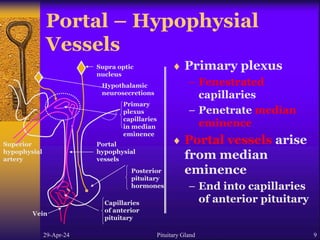 6 - Anterior Pituitary.ppt this covers pituitary hormones | PPT
