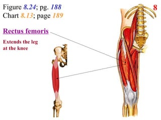 6. anterior thigh | PPT