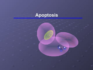Apoptosis | PPT