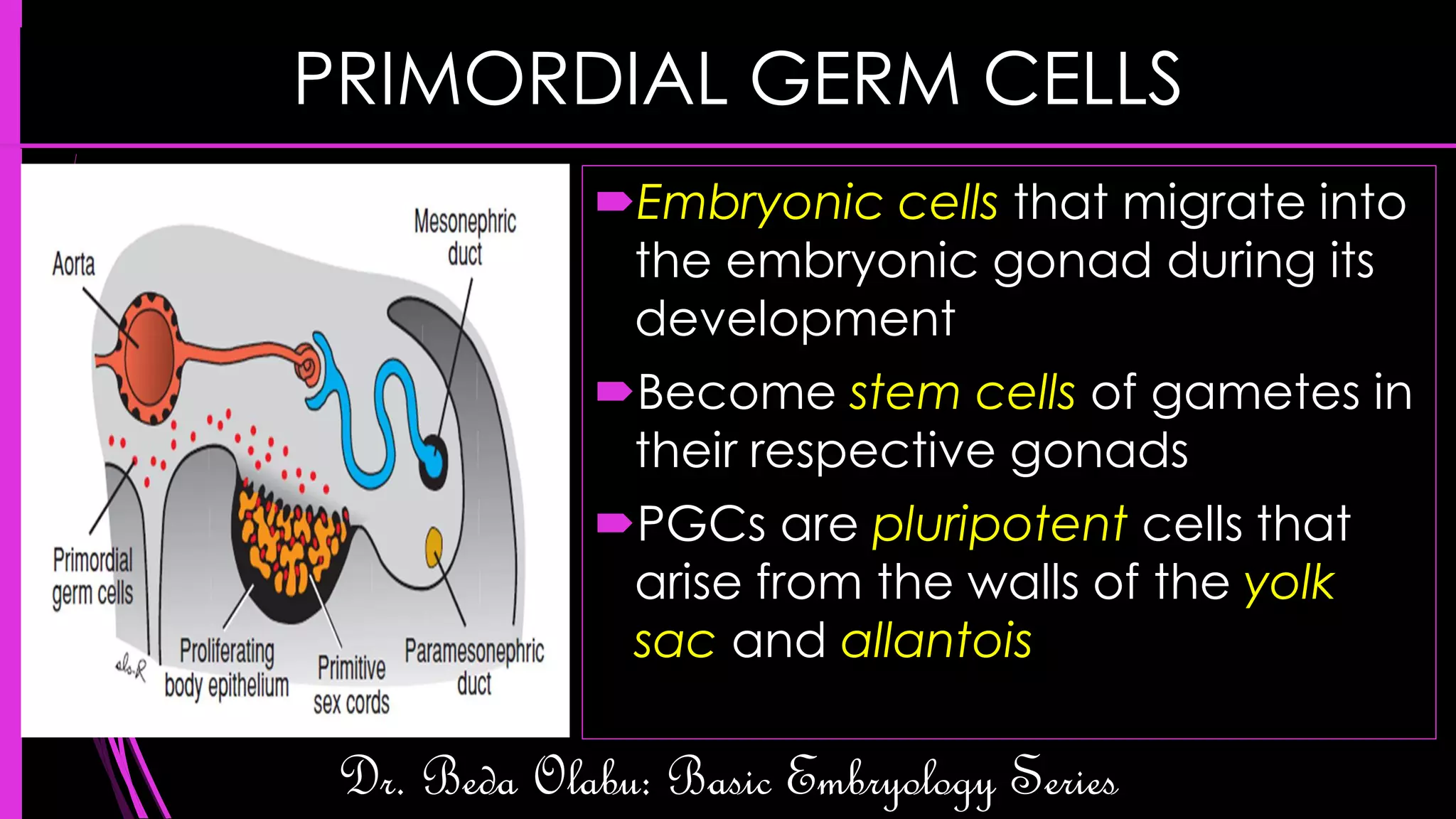 6 - BASIC EMBRYOLOGY SERIES.pdf