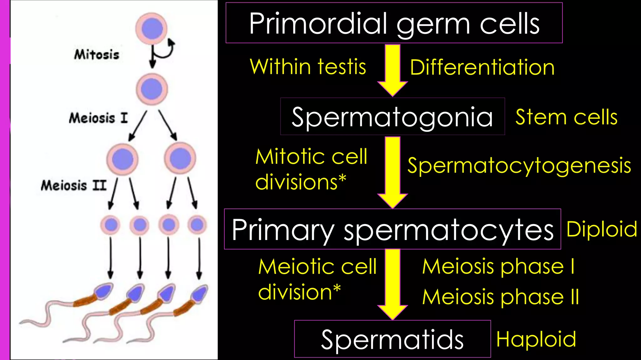 6 - BASIC EMBRYOLOGY SERIES.pdf