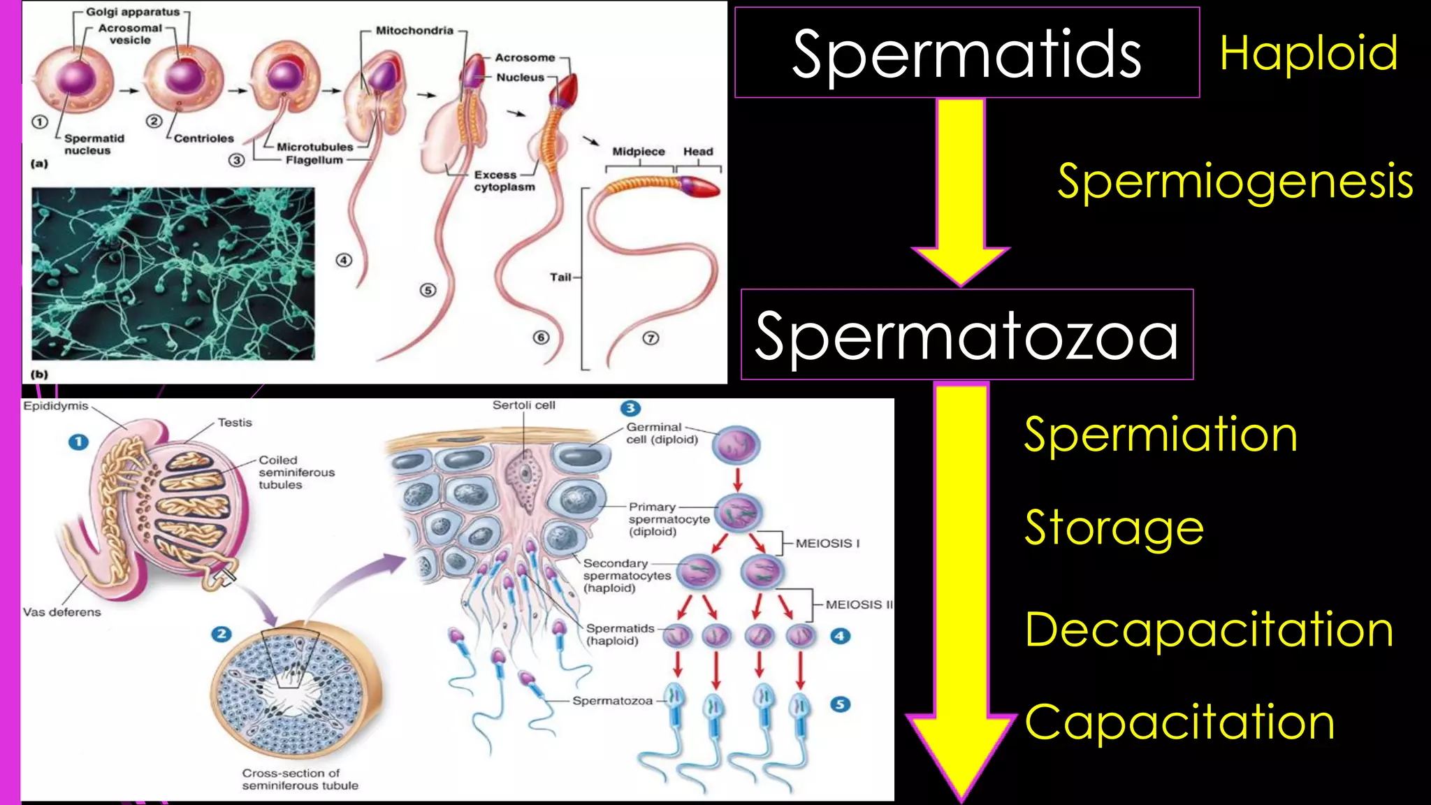 6 - BASIC EMBRYOLOGY SERIES.pdf