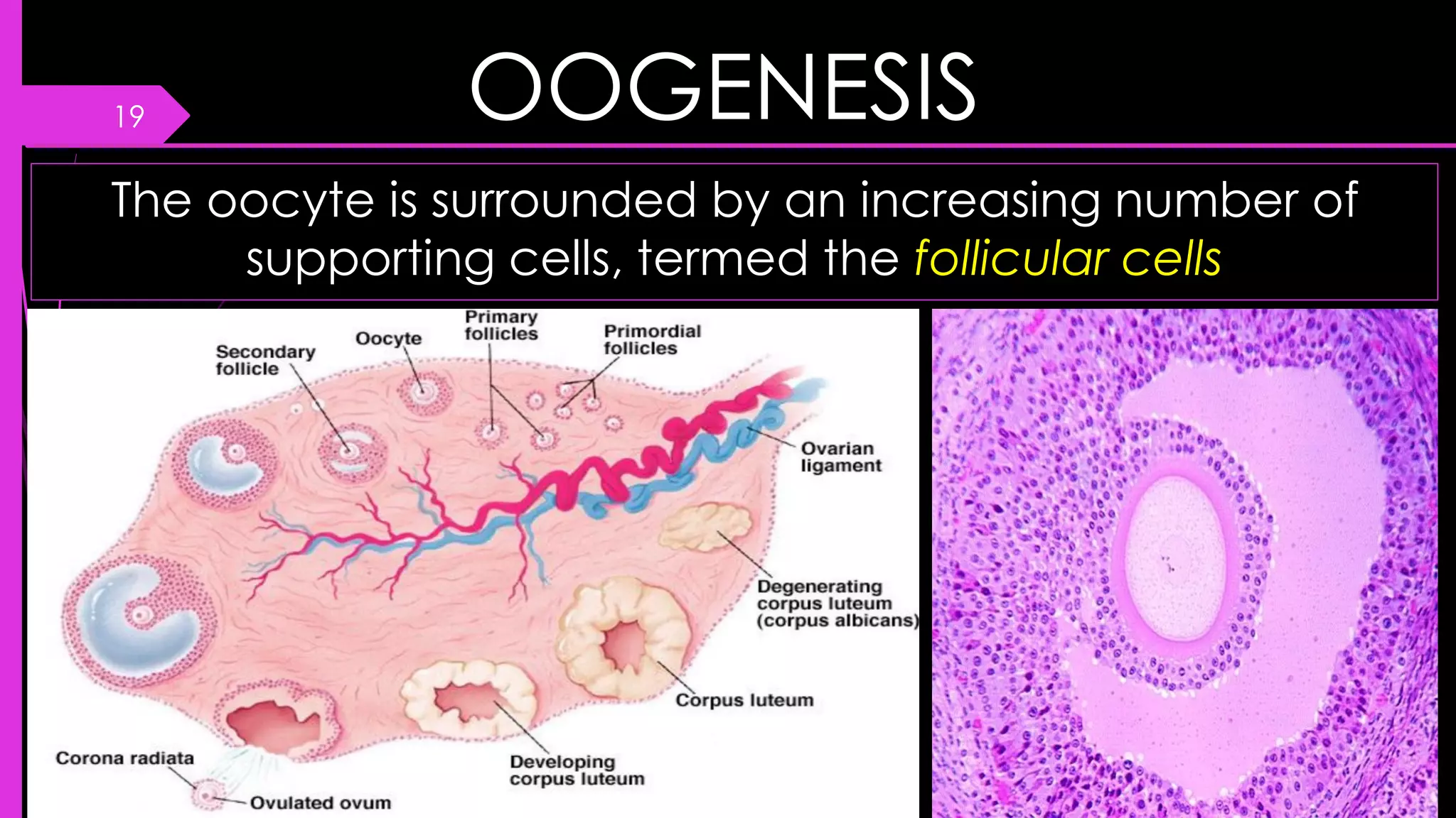 6 - BASIC EMBRYOLOGY SERIES.pdf