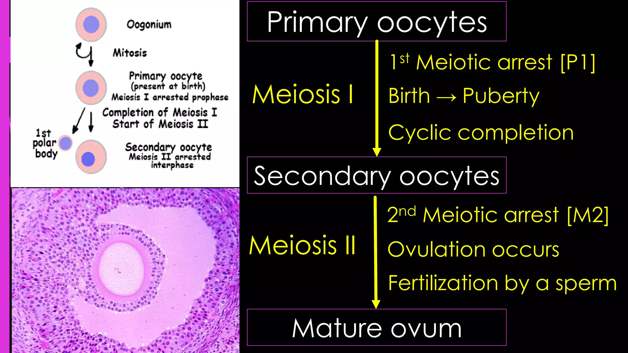 6 - BASIC EMBRYOLOGY SERIES.pdf