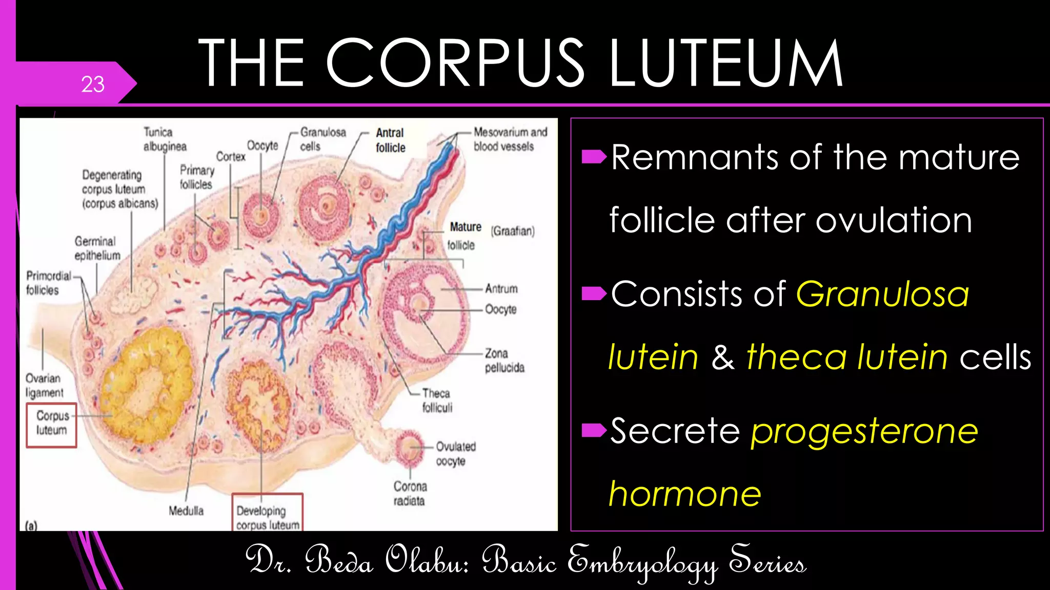 6 - BASIC EMBRYOLOGY SERIES.pdf