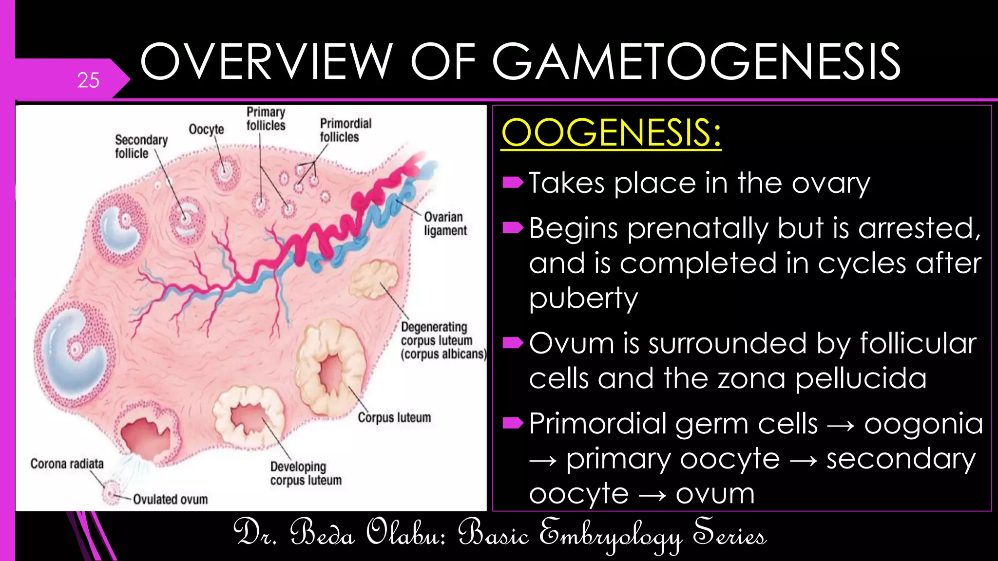 6 - BASIC EMBRYOLOGY SERIES.pdf