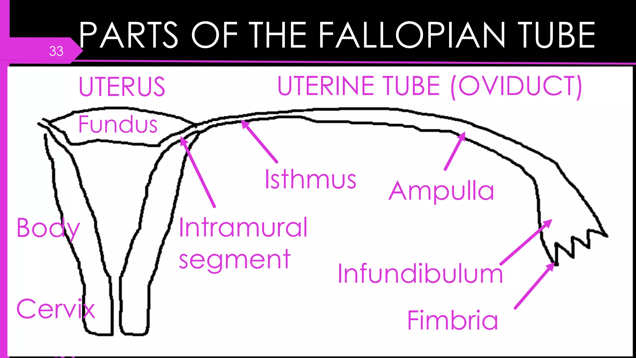 6 - BASIC EMBRYOLOGY SERIES.pdf