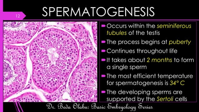 6 - BASIC EMBRYOLOGY SERIES.pdf