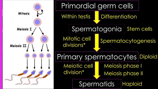 6 - BASIC EMBRYOLOGY SERIES.pdf