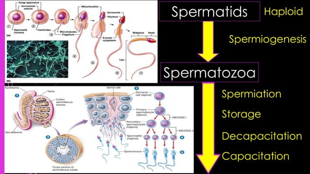 6 - BASIC EMBRYOLOGY SERIES.pdf