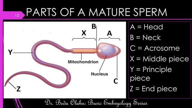 6 Basic Embryology Series Pdf