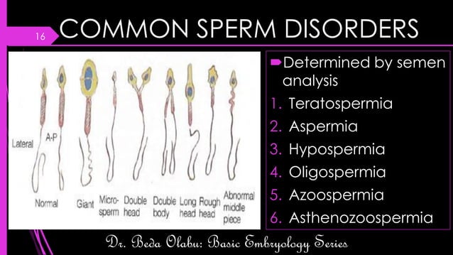 6 - BASIC EMBRYOLOGY SERIES.pdf