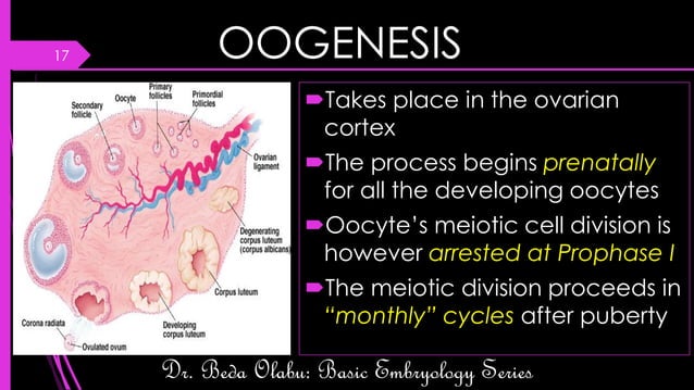 6 - BASIC EMBRYOLOGY SERIES.pdf