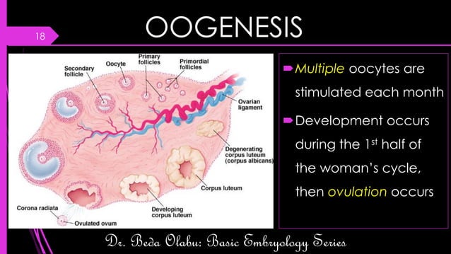 6 - BASIC EMBRYOLOGY SERIES.pdf