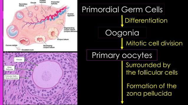6 - BASIC EMBRYOLOGY SERIES.pdf
