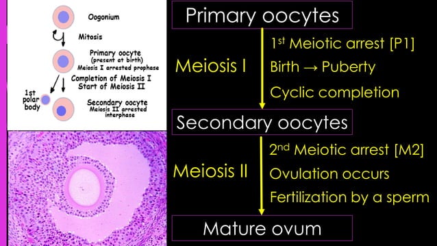 6 - BASIC EMBRYOLOGY SERIES.pdf