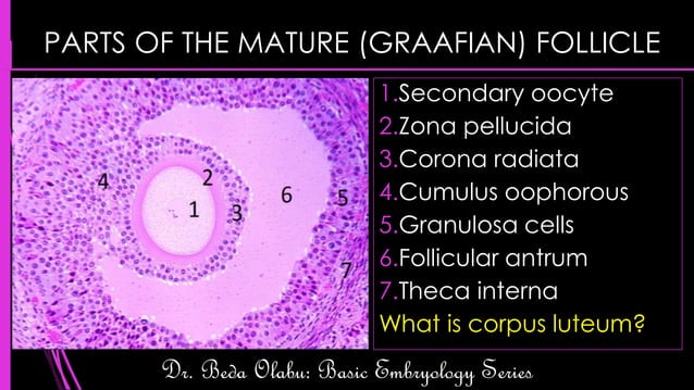 6 Basic Embryology Series Pdf