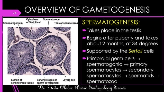 6 - BASIC EMBRYOLOGY SERIES.pdf