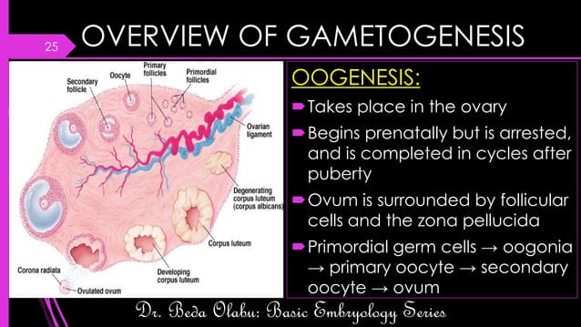 6 - BASIC EMBRYOLOGY SERIES.pdf