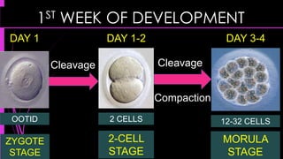 6 - BASIC EMBRYOLOGY SERIES.pdf