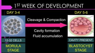 6 - BASIC EMBRYOLOGY SERIES.pdf