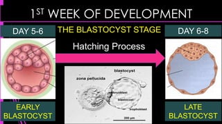 6 - BASIC EMBRYOLOGY SERIES.pdf
