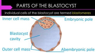 6 - BASIC EMBRYOLOGY SERIES.pdf