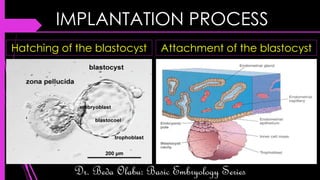 6 - BASIC EMBRYOLOGY SERIES.pdf