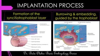 6 - BASIC EMBRYOLOGY SERIES.pdf