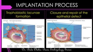 6 - BASIC EMBRYOLOGY SERIES.pdf