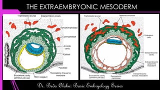 6 - BASIC EMBRYOLOGY SERIES.pdf