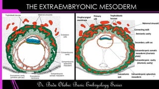 6 - BASIC EMBRYOLOGY SERIES.pdf