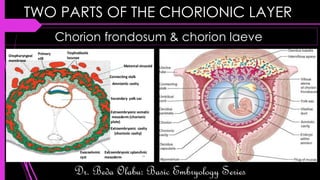 6 - BASIC EMBRYOLOGY SERIES.pdf