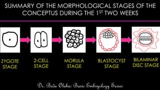 6 - BASIC EMBRYOLOGY SERIES.pdf