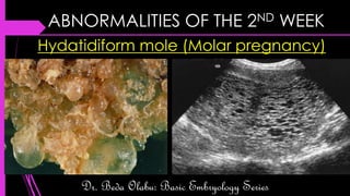 6 - BASIC EMBRYOLOGY SERIES.pdf