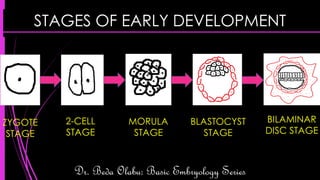 6 - BASIC EMBRYOLOGY SERIES.pdf